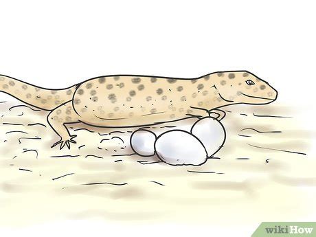How To Breed Leopard Geckos 14 Steps With Pictures Wikihow Pet