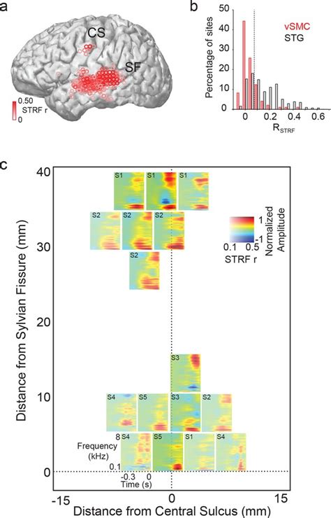 Figures And Data In The Auditory Representation Of Speech Sounds In Human Motor Cortex Elife