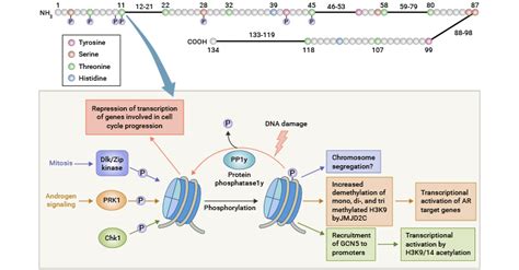 Histone Phosphorylation