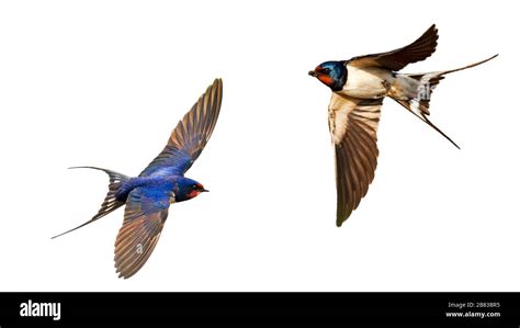 Flying Swallows High Resolution Stock Photography and Images - Alamy