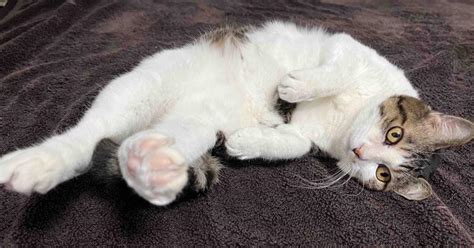 Specify The Api Group Of The Resource With Kubectl