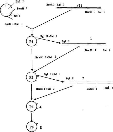 Analogue Of Glucagon Like Peptide 1 Eureka Patsnap