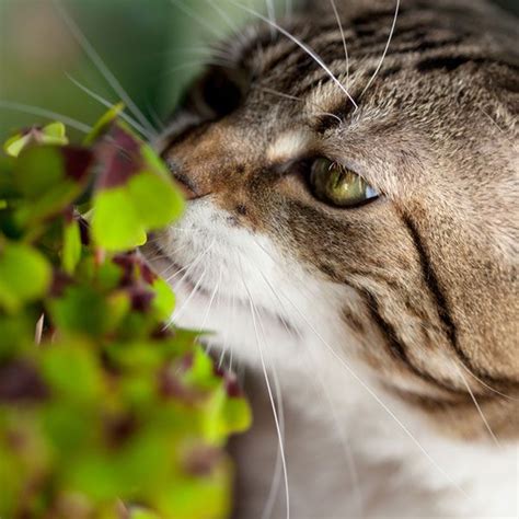 Can Cats Eat Corned Beef And Cabbage Catster Toxic Plants For Cats Cat Plants Maine Coon