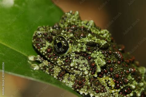 Vietnamese Mossy Frog On A Close Up Picture A Rare Tropical Amphibian
