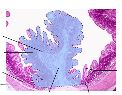 Duodenum Plica Circulares Diagram Quizlet