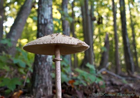 Tall As A Mushroom By Yoh Boo On Deviantart