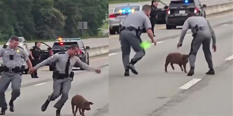 Pig Runs Wild On South Carolinas Interstate And Troopers Give Chase