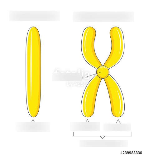 Diagram Of Cell Division Quizlet
