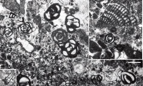 Thin Section Of Micritic Limestone From The Middle Member Of Tlayúa Download Scientific Diagram