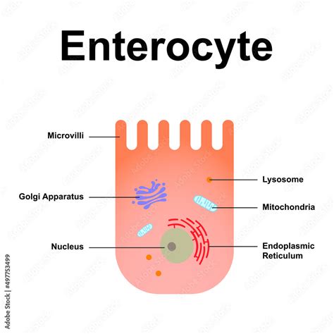 Epithelial Cell Structure