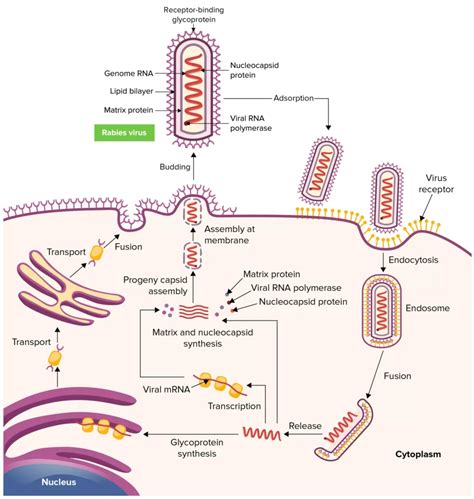 Rabies Virus Structure Genome Organization Pathogenesis Replication Biology Notes Online