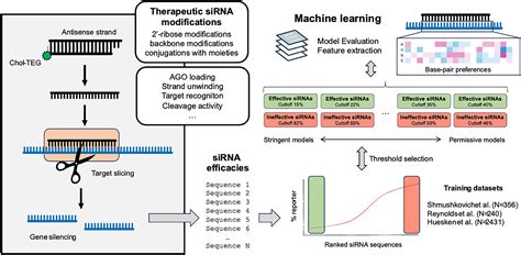 Toward Learning The Rules That Predict Sirna Efficacy Molecular Therapy Nucleic Acids