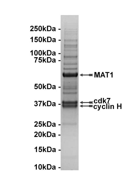 Eurofins Discoverx Cdk7cyclin Hmat1 Cak Complex Protein Active