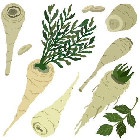 Parsnip Illustrations Royalty Free Vector Graphics And Clip Art Istock