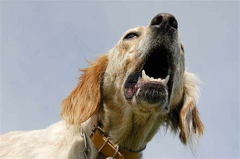 英语设置器犬类动物牙齿白色二传手猎狗宠物高清图片下载 正版图片320461490 摄图网
