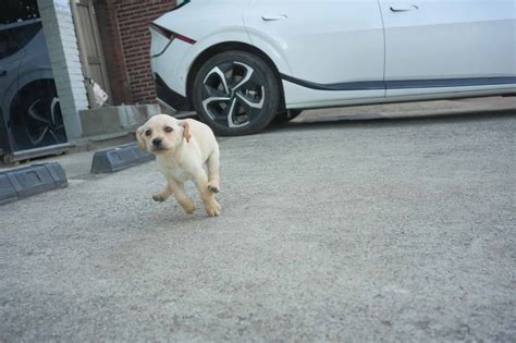 라브라도리트리버분양 골든리트리버분양 대형견분양 큰개닷컴 라브라도리트리버분양 골든리트리버분양 대형견분양 큰개닷컴