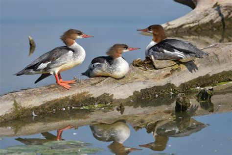 Three Female Common Merganser Ducks Stock Image Image Of Avian