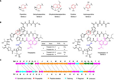 Thiopeptide Subfamilies Structures And Biosynthetic Gene Clusters Of Download Scientific