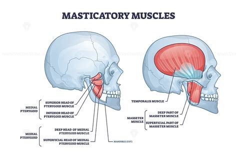 Masticator