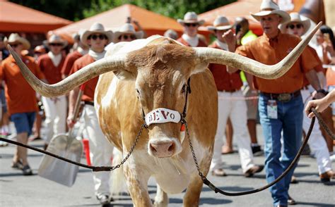 Texas Football Mascot Bevo Has A History With Georgias Uga