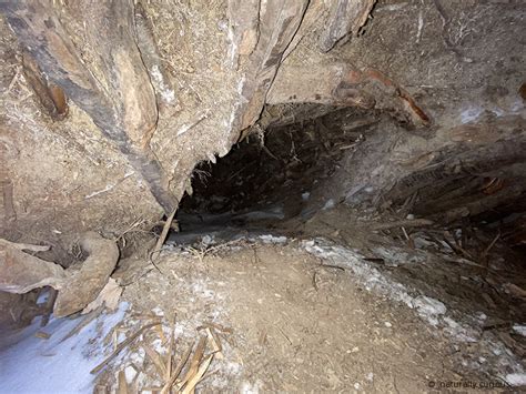Inside A Beaver Lodge Naturally Curious With Mary Holland