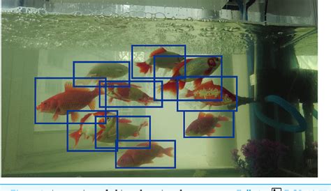 Figure 1 From A Multitask Model For Realtime Fish Detection And