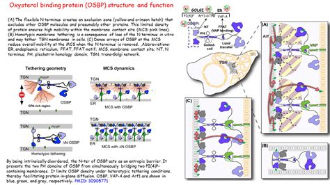 Oxysterol Binding Protein Osbp Structure And Function
