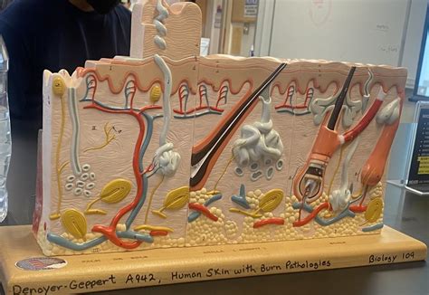 Layers Of The Skin Diagram Quizlet