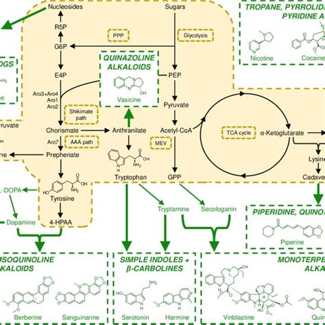 Interfacing Plant Terpenoid Secondary Metabolic Pathways With Microbial Download Scientific