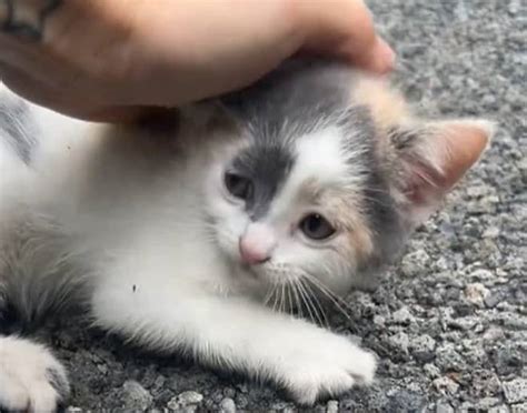 아스팔트 도로 위에 가만히 있는 이상한 하얀 얼룩 보고 차량 세워서 확인해보니 충격 애니멀 플래닛