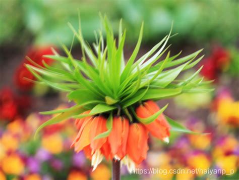 基础知识（一） 图片格式rgb 与 Bgr—— Python、opencv、pil、pltbgr图片 Csdn博客