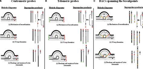 Meiotic Diagrams And FISH Signal Patterns Using Either Centromeric A Download Scientific