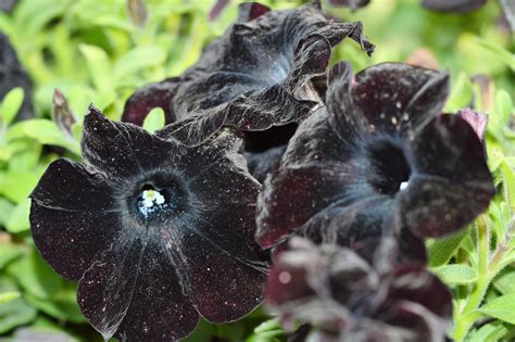 Are There Any Black Flowers On Earth At Johnny Moe Blog