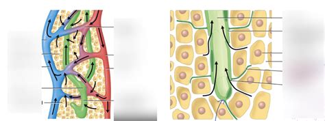 Labelling Lymphatic Capillaries Diagram Quizlet
