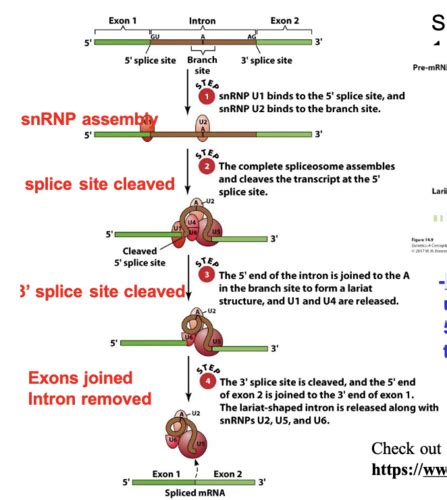Rna Molecules Rna Processing And Rna Editing Lecture 24 25