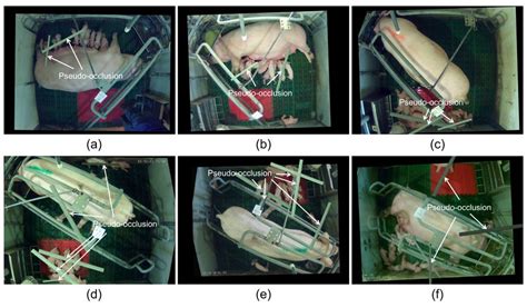 Sample Images From Six Datasets After Data Augmentation A F Download Scientific Diagram