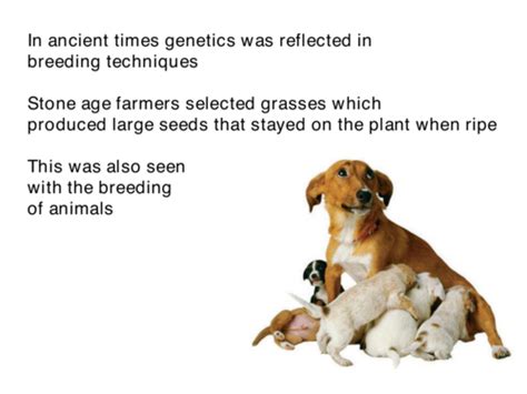 Biology 120 Lecture Mendelian And Non Mendelian Inheritance October 26 Flashcards Quizlet