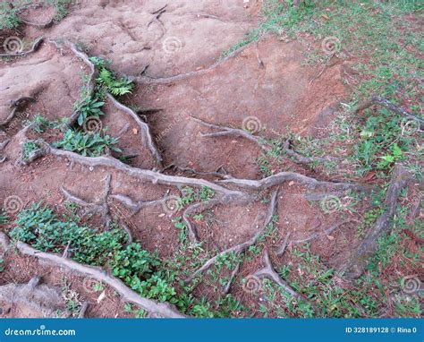 Tree Roots Sticking Out Of The Ground Stock Photo Image Of Roots Sticking
