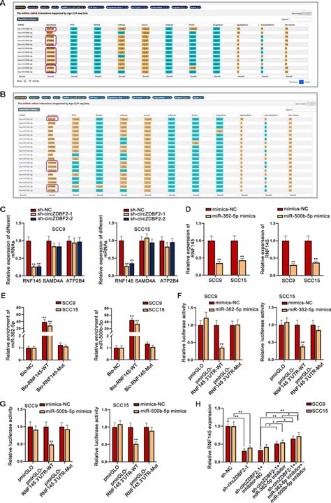 Rnf145 Is The Target Gene Of Mir 362 5p And Mir 500b 5p A B Possible