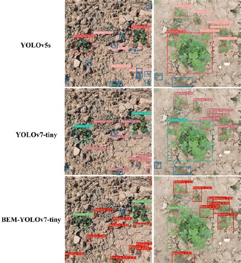 Figure From A Peanut And Weed Detection Model Used In Fields Based On BEM YOLOv Tiny