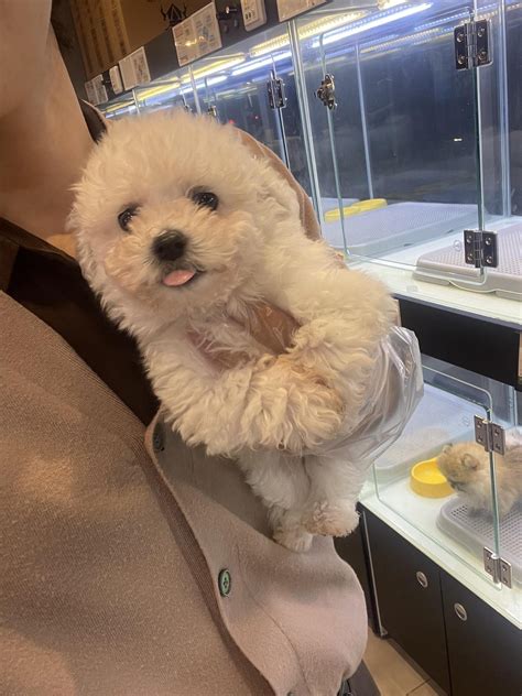 비숑프리제 구름이 사모예드특징 스피츠특징 시바견특징 시베리안허스키특징 시츄특징 요크셔테리어특징 웰시코기특징 이탈리아그레이하운드특징 치와와특징 코카스파니엘특징 폼스키특징 폼치