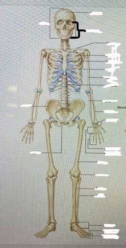 Lab Practical 2 Flashcards Quizlet