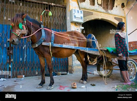 A Young Girl Living In Poverty Stands Next To A Work Horse Below Her