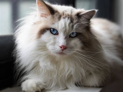Ragdoll Cat Cat Breed Guide Spot Pet Insurance