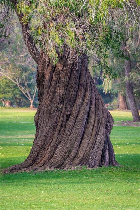 An Old And Twisted Tree Trunk Stock Image Image Of Grass Wood 24789931