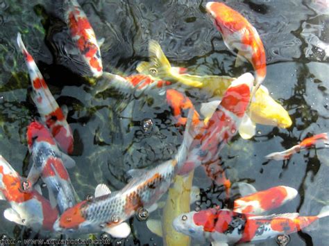 Système Délevage Aquacole Définition Et Explications