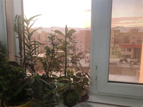 Farsienglish The Headline Rtranslator