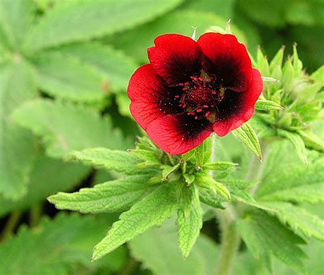 Лапчатка Однолетняя – Telegraph