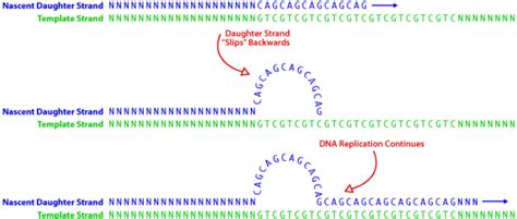 Expansion Disorders A Life Of Science
