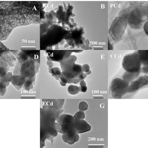 Pdf Green Synthesis Of Cadmium Oxide Nanoparticles With Various Plant